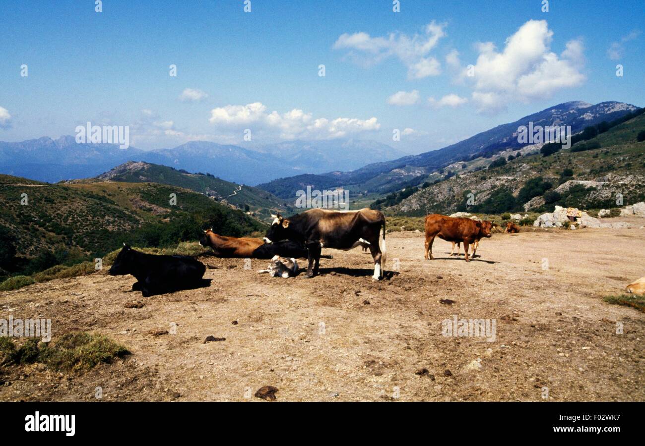 Domestic animals living in a semi-wild state, Regional Natural Park of ...