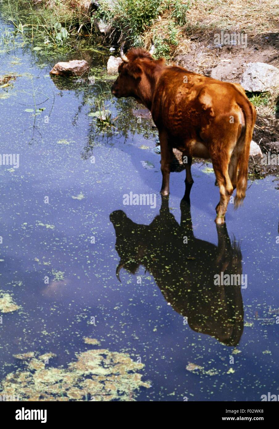 Domestic animals living in a semi-wild state, Regional Natural Park of ...