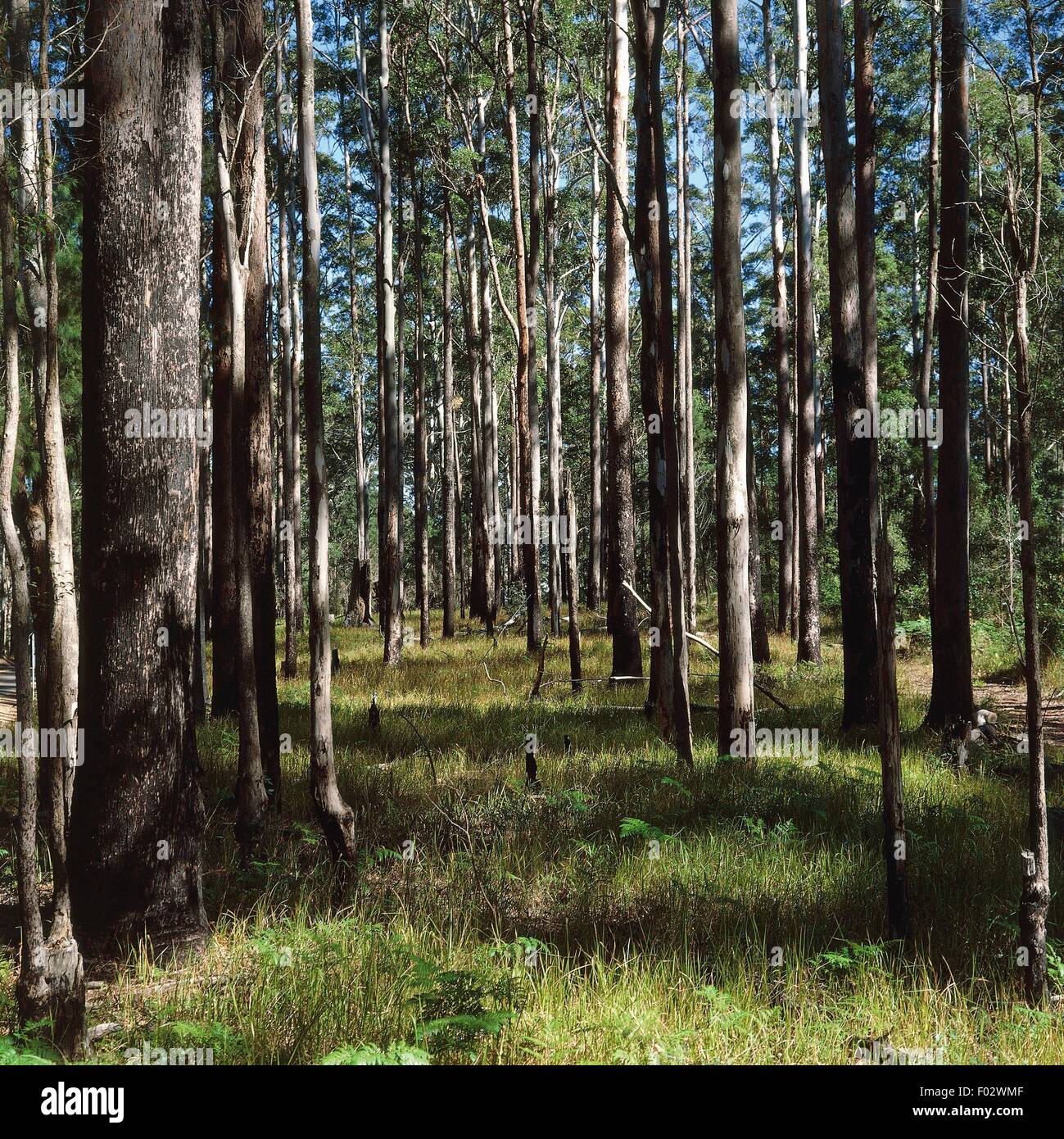 Eucalyptus forest, Middle Brother Mountain State Forest and National ...