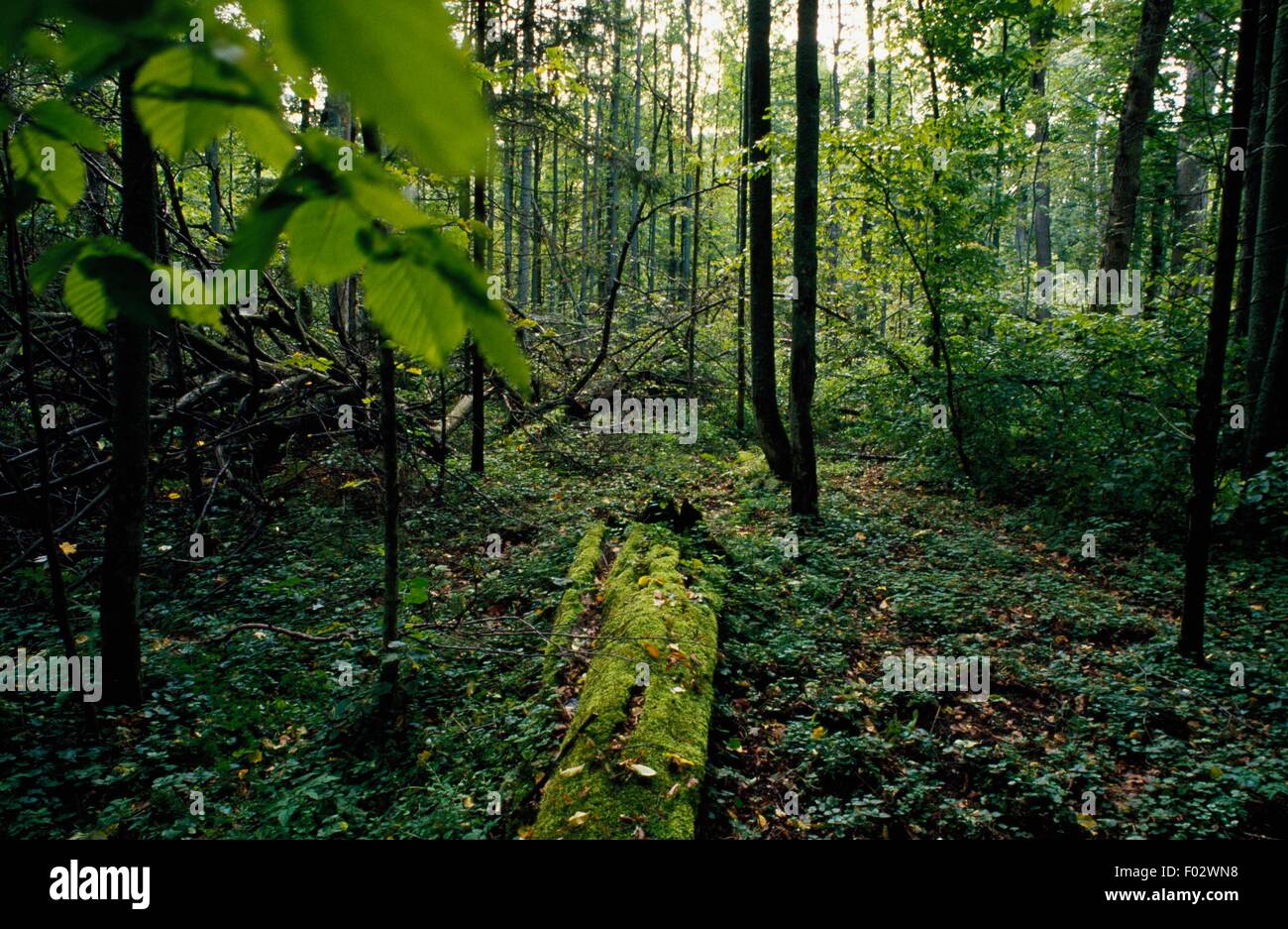 Vegetation and fallen tree trunk, Bialowieza Forest National Park ...