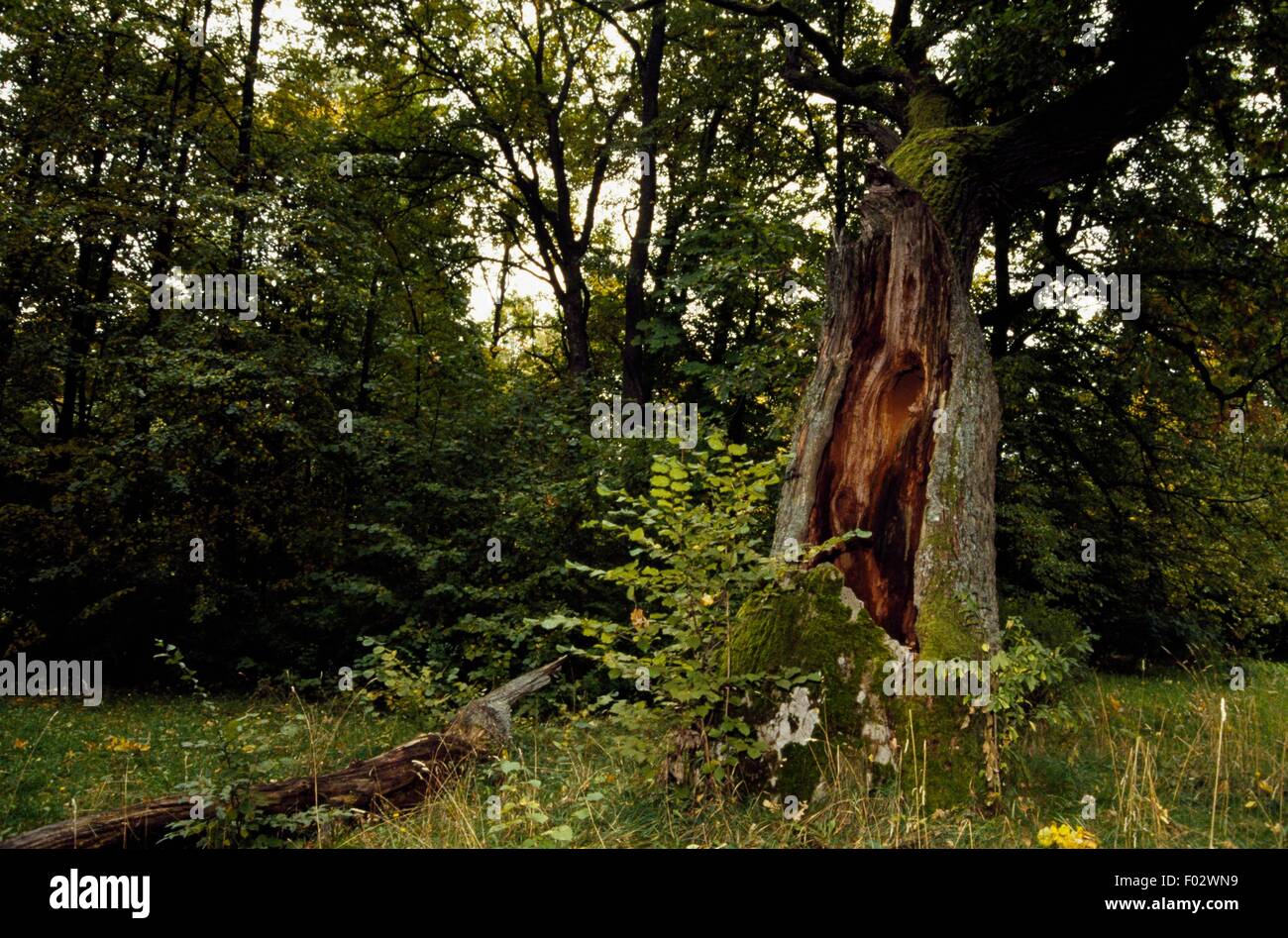 Vegetation, tree trunk, Bialowieza Forest National Park (Belovezhskaya ...