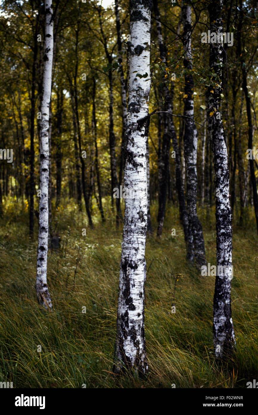 Birch forest, Masurian Lakeland, Masurian Landscape Park (Mazuriski ...