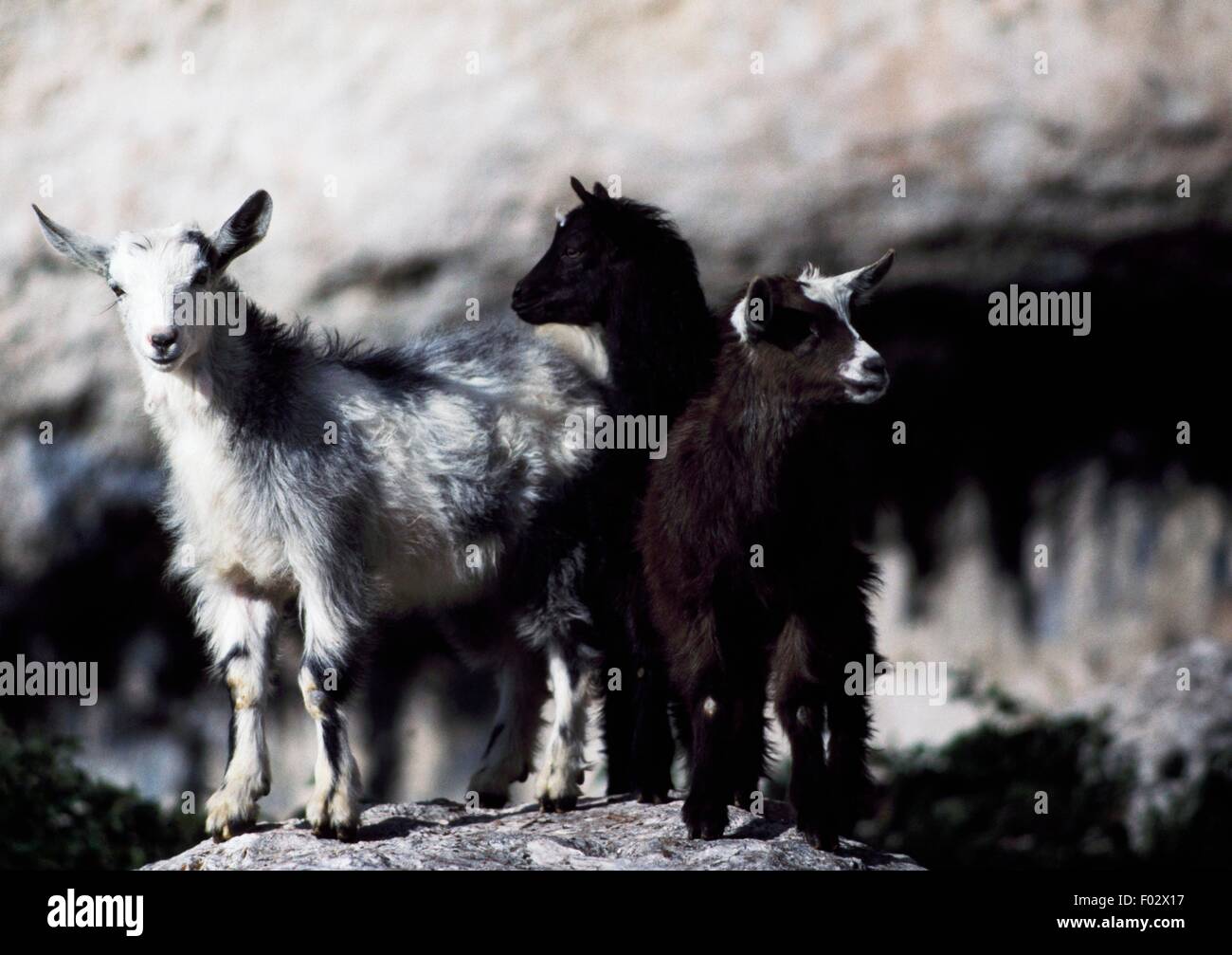 Goats (Capra hircus), Valle di Macchia Lunga (Long Bush Valley ...
