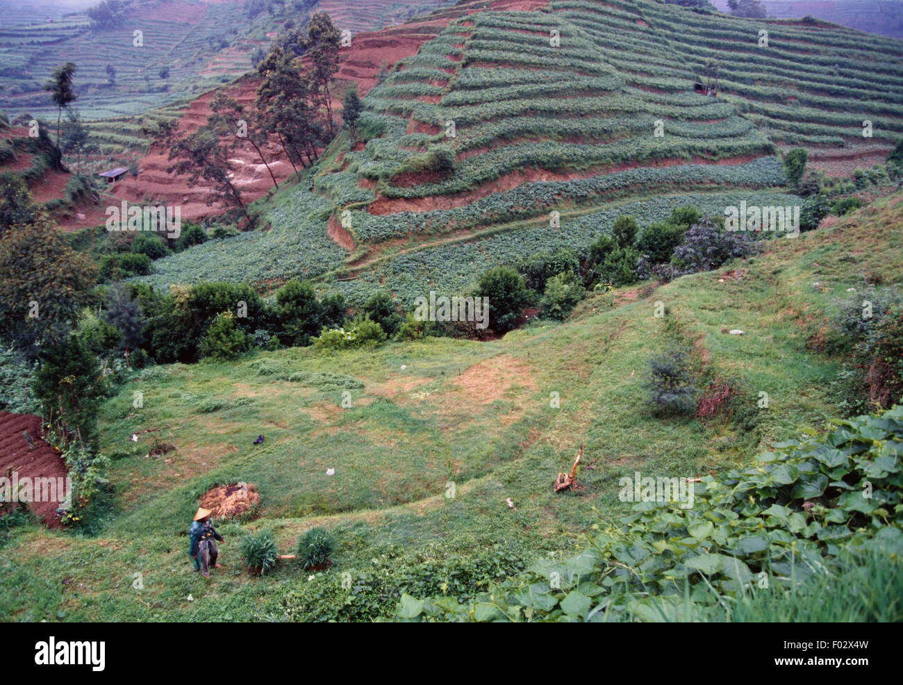 Agricultural landscape, Dieng Plateau, Java, Indonesia Stock Photo - Alamy