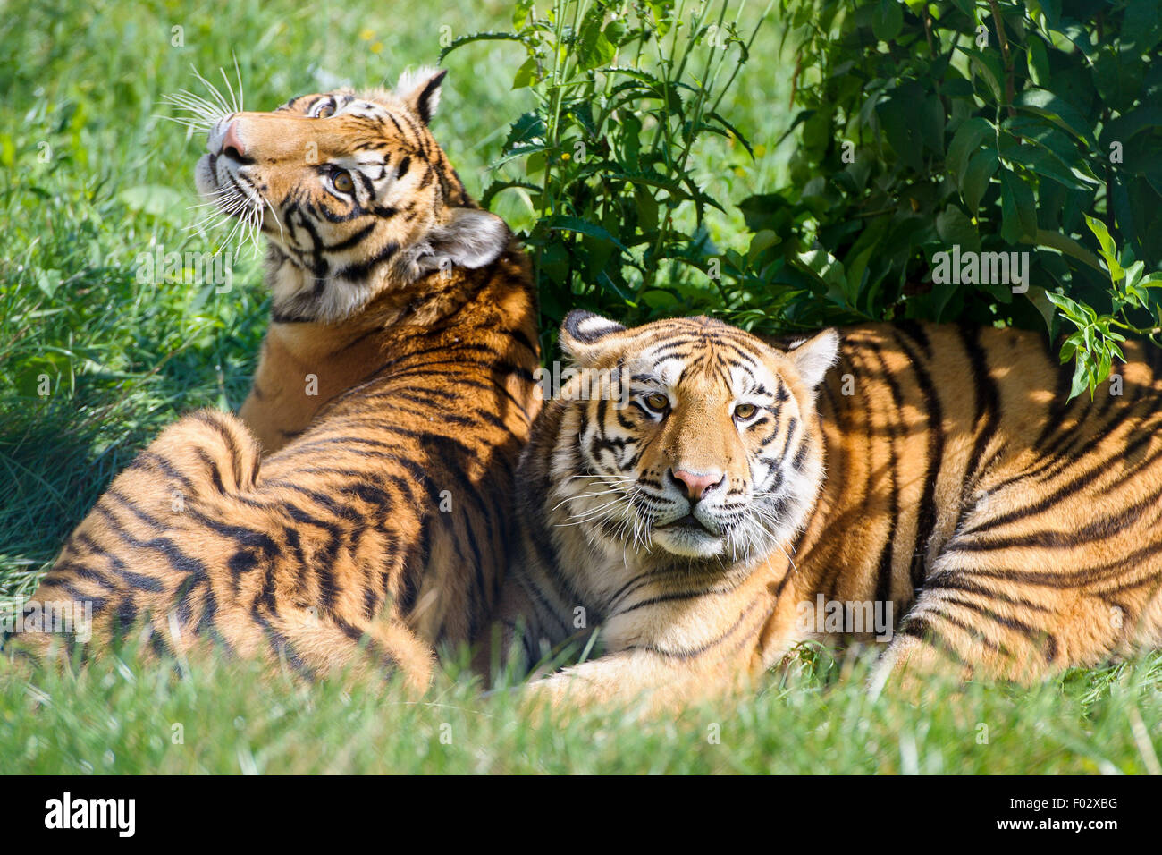 Four tigers hi-res stock photography and images - Alamy