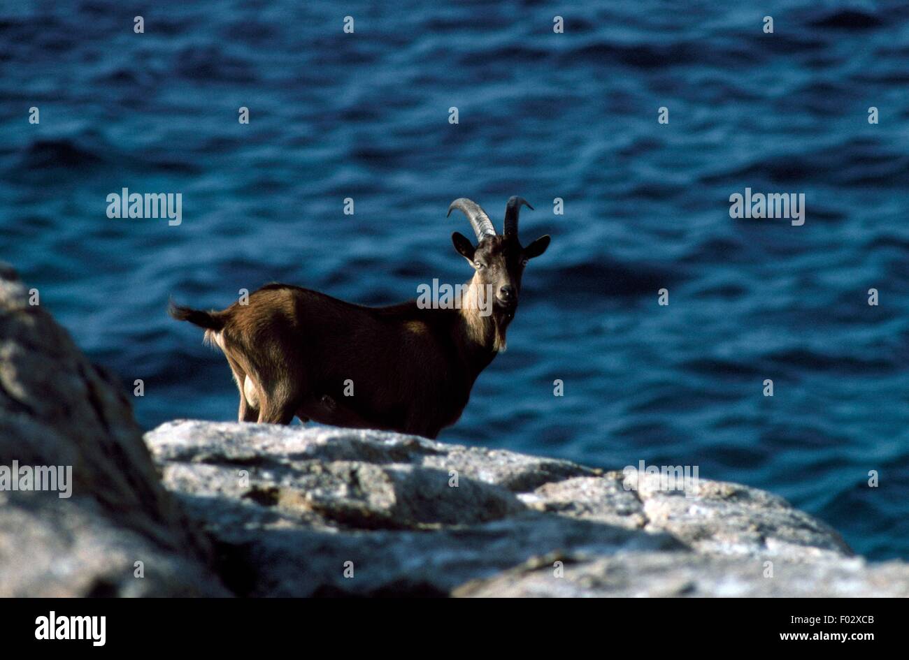 Wild goat (Capra hircus aegagrus), Montecristo Island, Tuscan ...