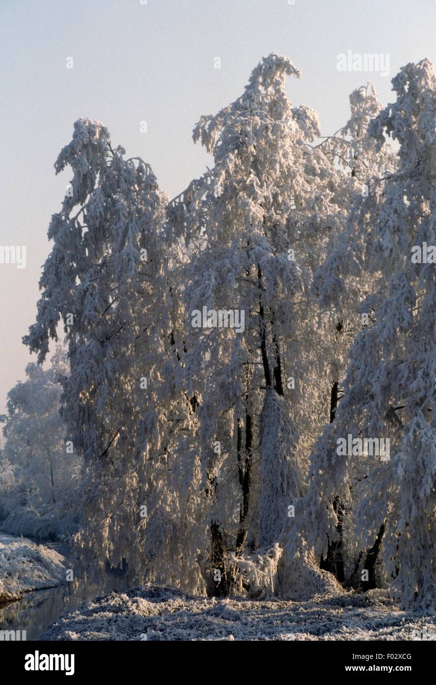 Soft rime, needle-shaped ice deposition, on trees, Po Valley, Lombardy ...