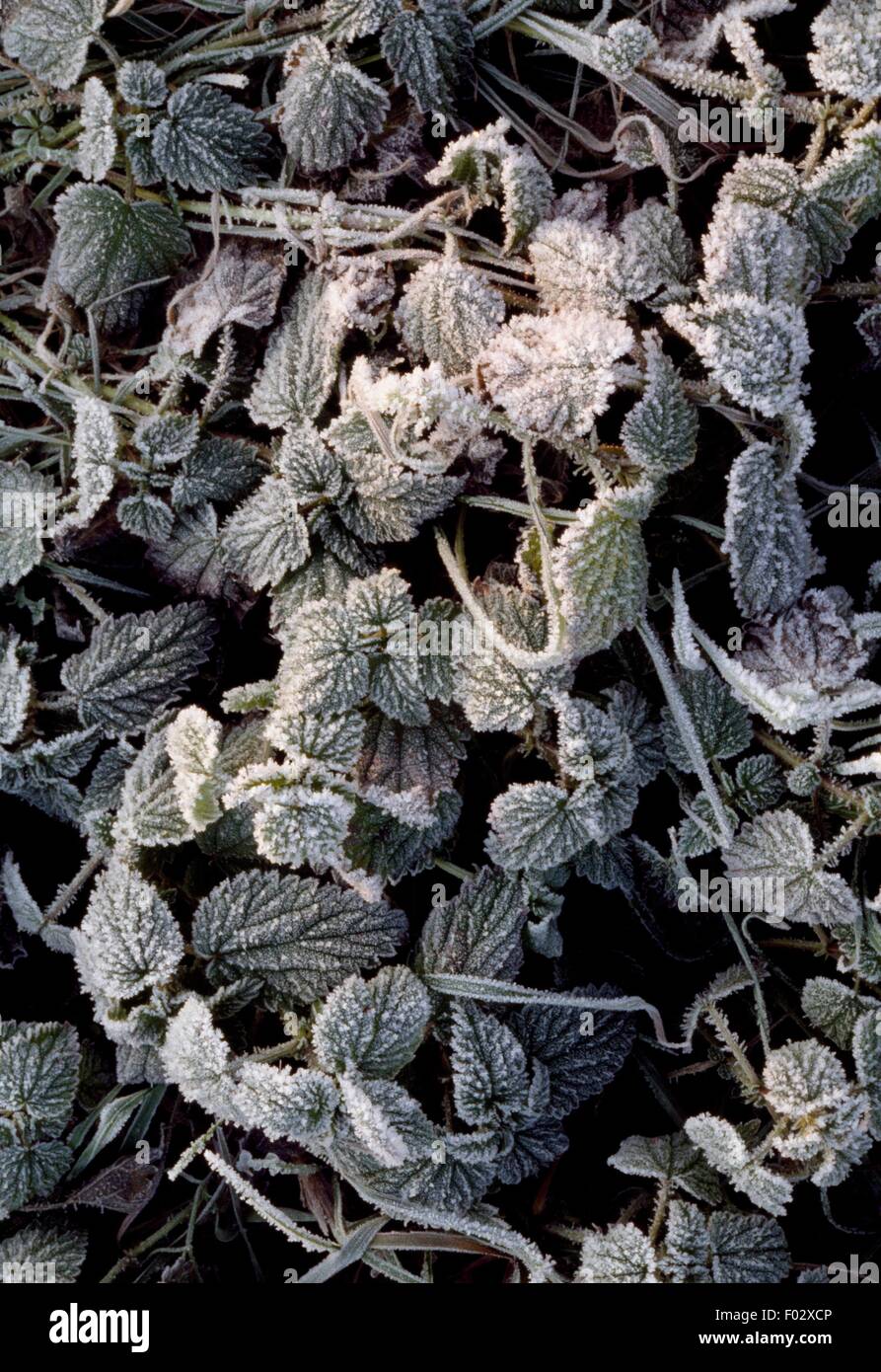 Soft rime, needle-shaped ice deposition, on withered leaves, Po Valley ...