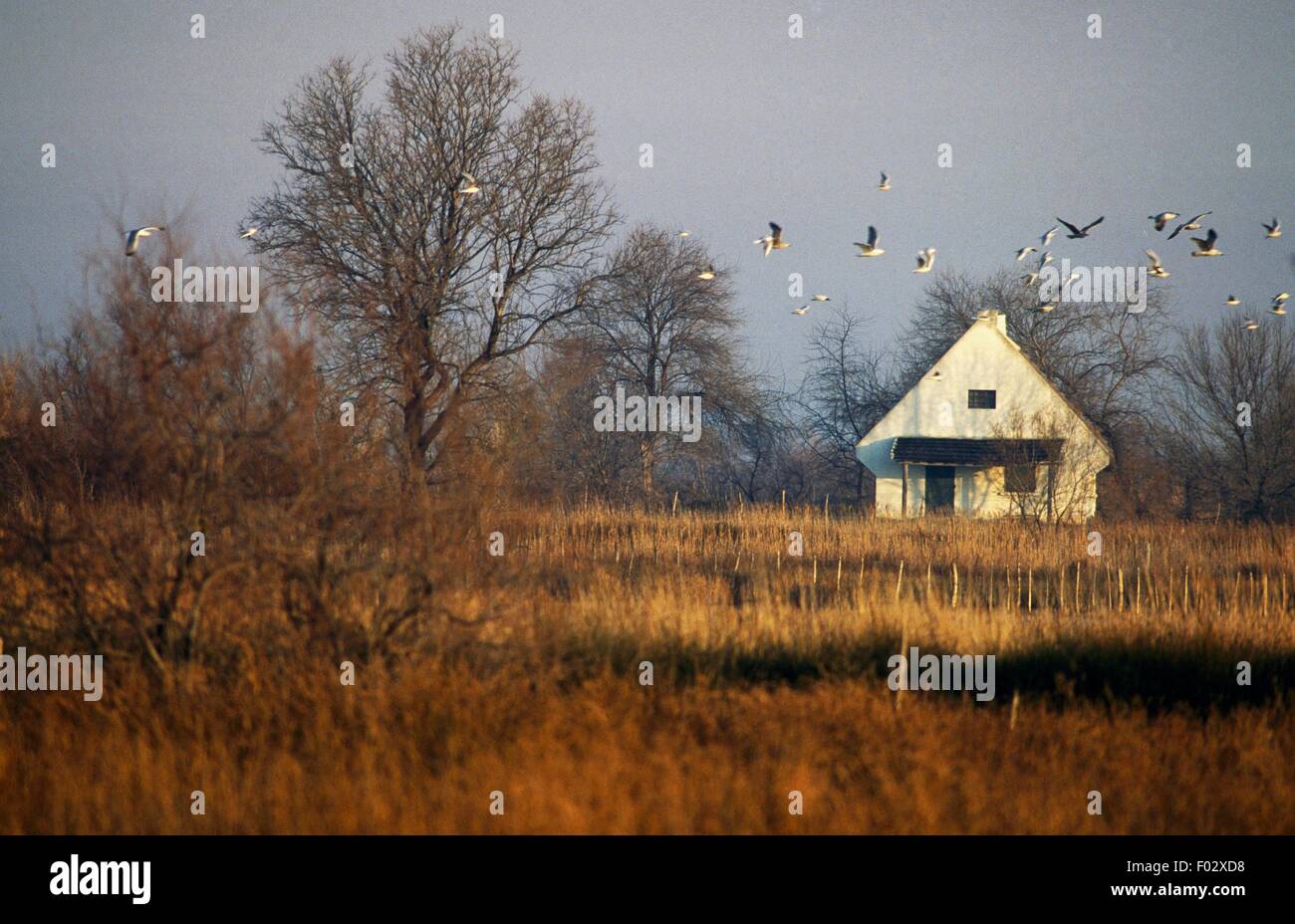 Typical house in the Regional Nature Park of the Camargue (Parc naturel ...