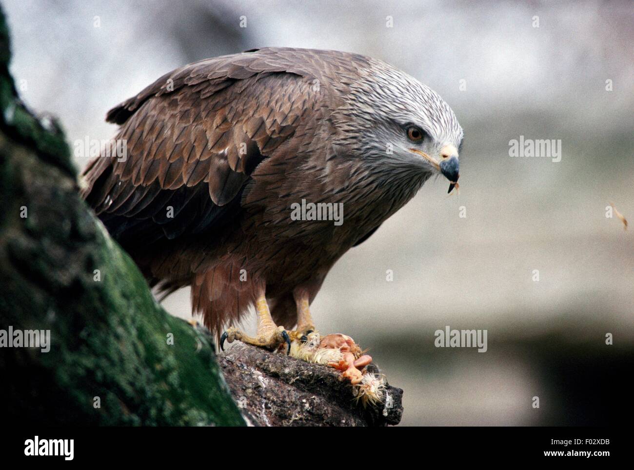 Bird of prey in the Regional Nature Park of the Camargue (Parc naturel ...