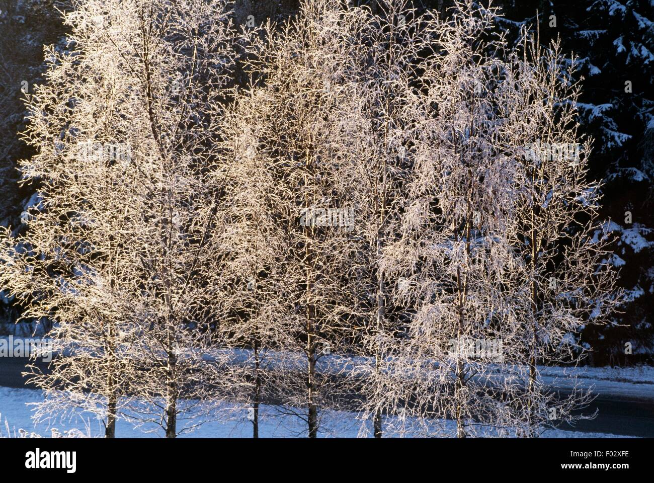 Snow-covered birch trees, surroundings of Uppsala, Sweden Stock Photo ...