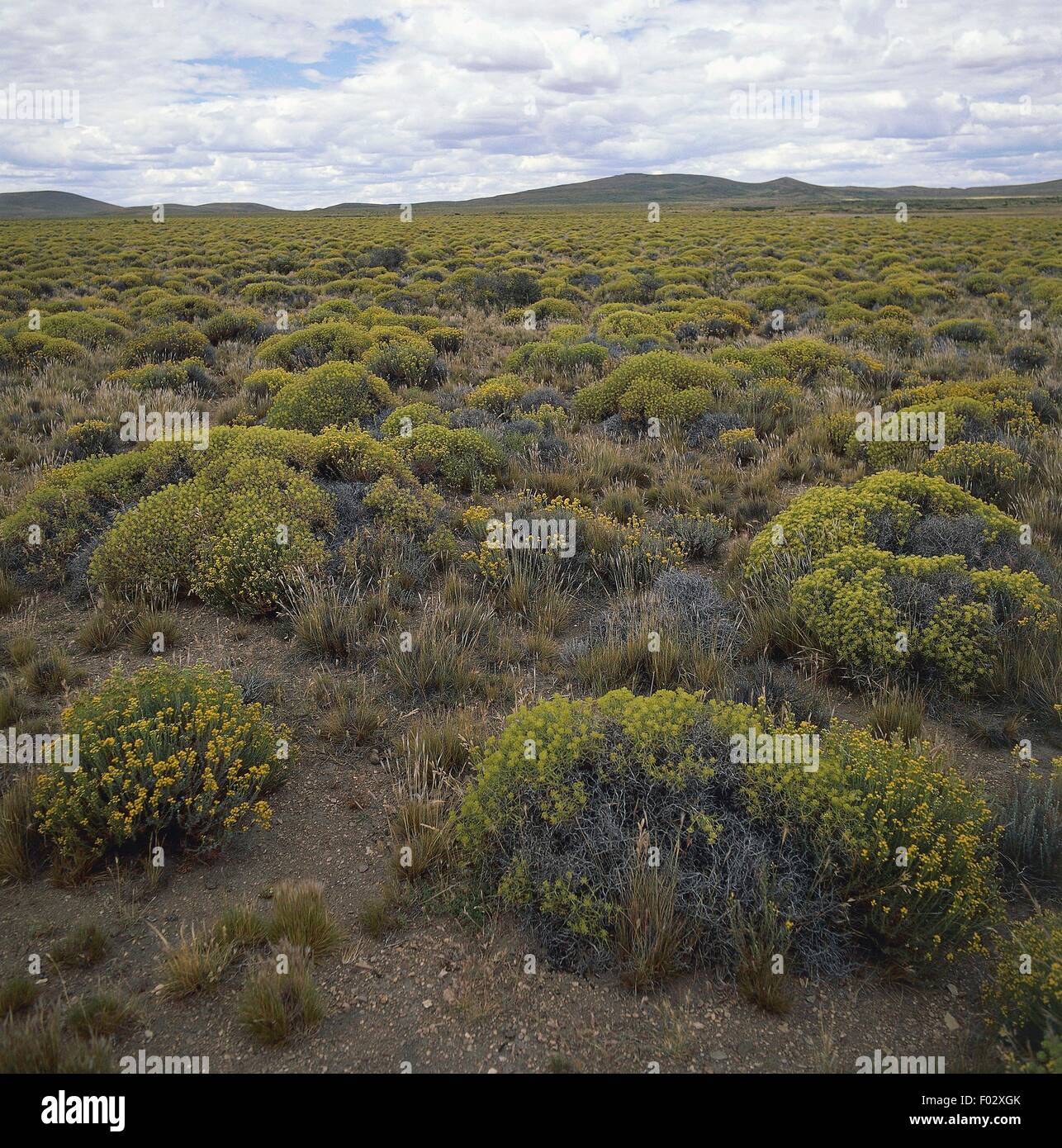 Semi-desert steppe with plants of neneo (Mulinum spinosum), Pampa de ...