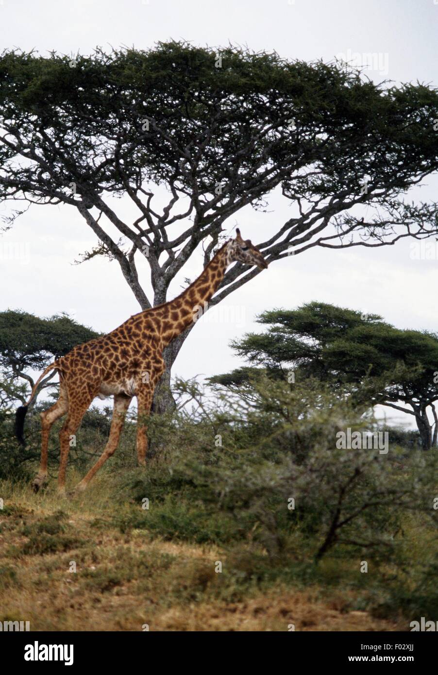 Giraffe (Giraffa camelopardalis), Serengeti National Park (UNESCO World ...