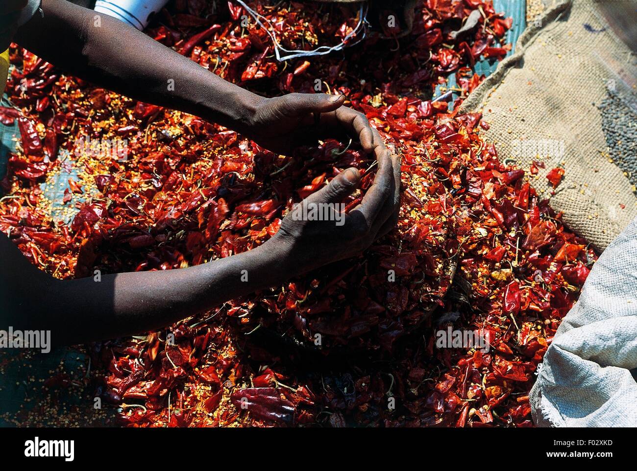 Chilli processing hi-res stock photography and images - Alamy