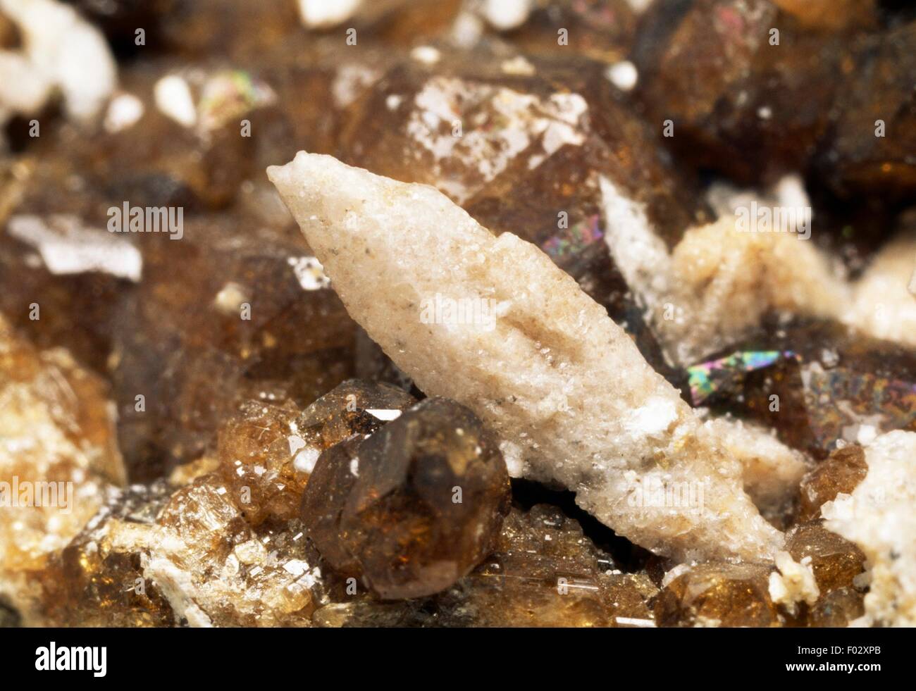 Cuspidine hi-res stock photography and images - Alamy