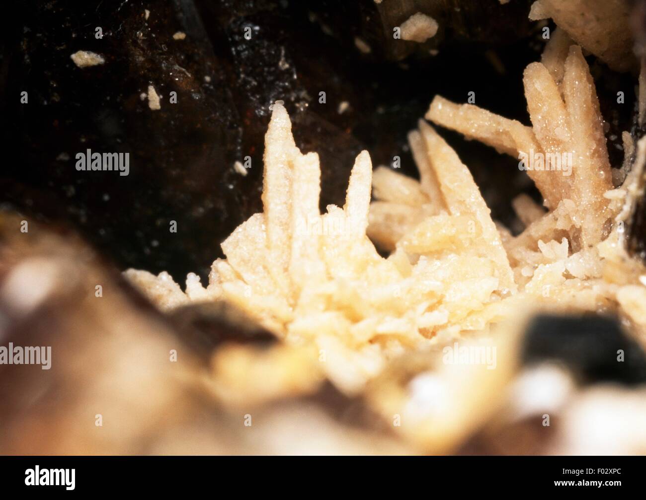 Cuspidine hi-res stock photography and images - Alamy