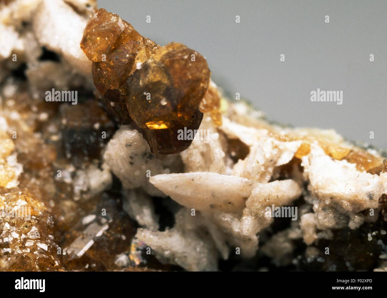 Cuspidine hi-res stock photography and images - Alamy