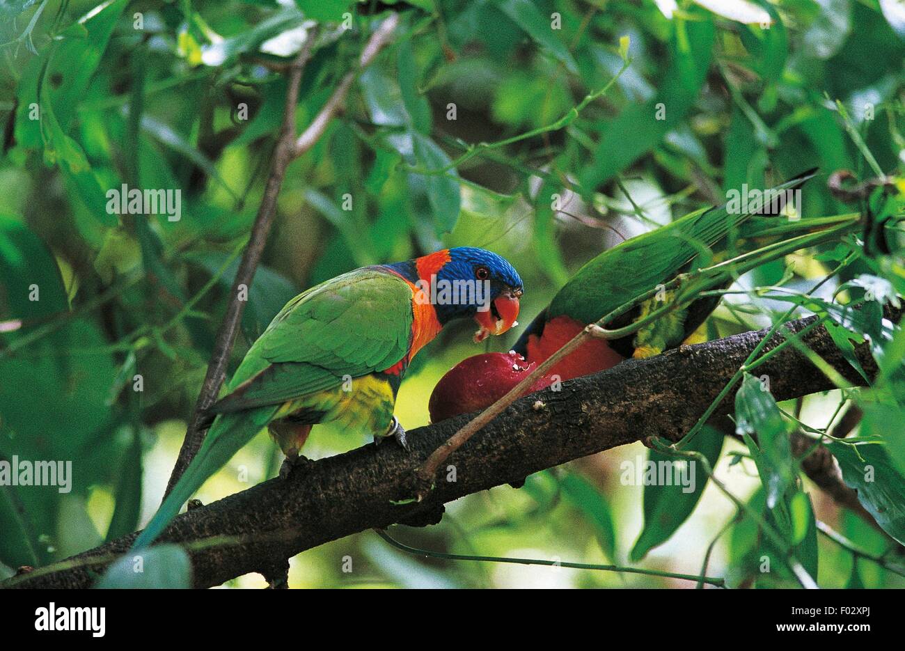 Parakeet, Darwin, Northern Territory, Australia Stock Photo - Alamy