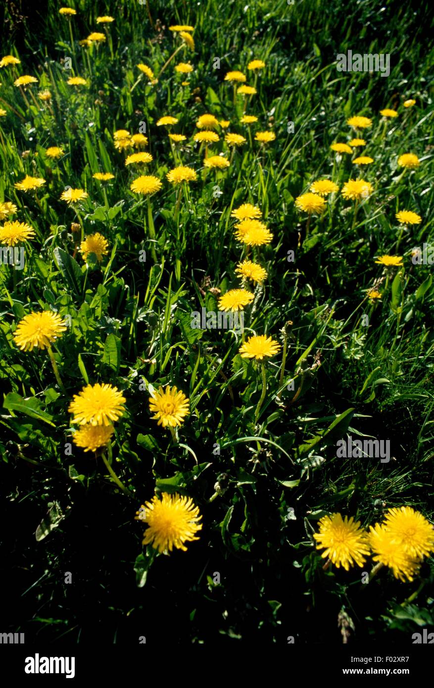 Blooming Dandelion (Taraxacum officinale) in Val di Rhemes, Gran ...