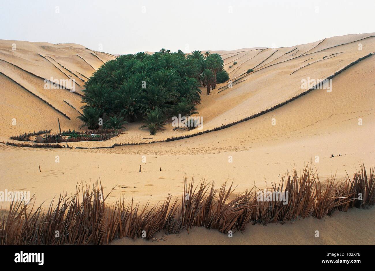 Oasis Geography Definition