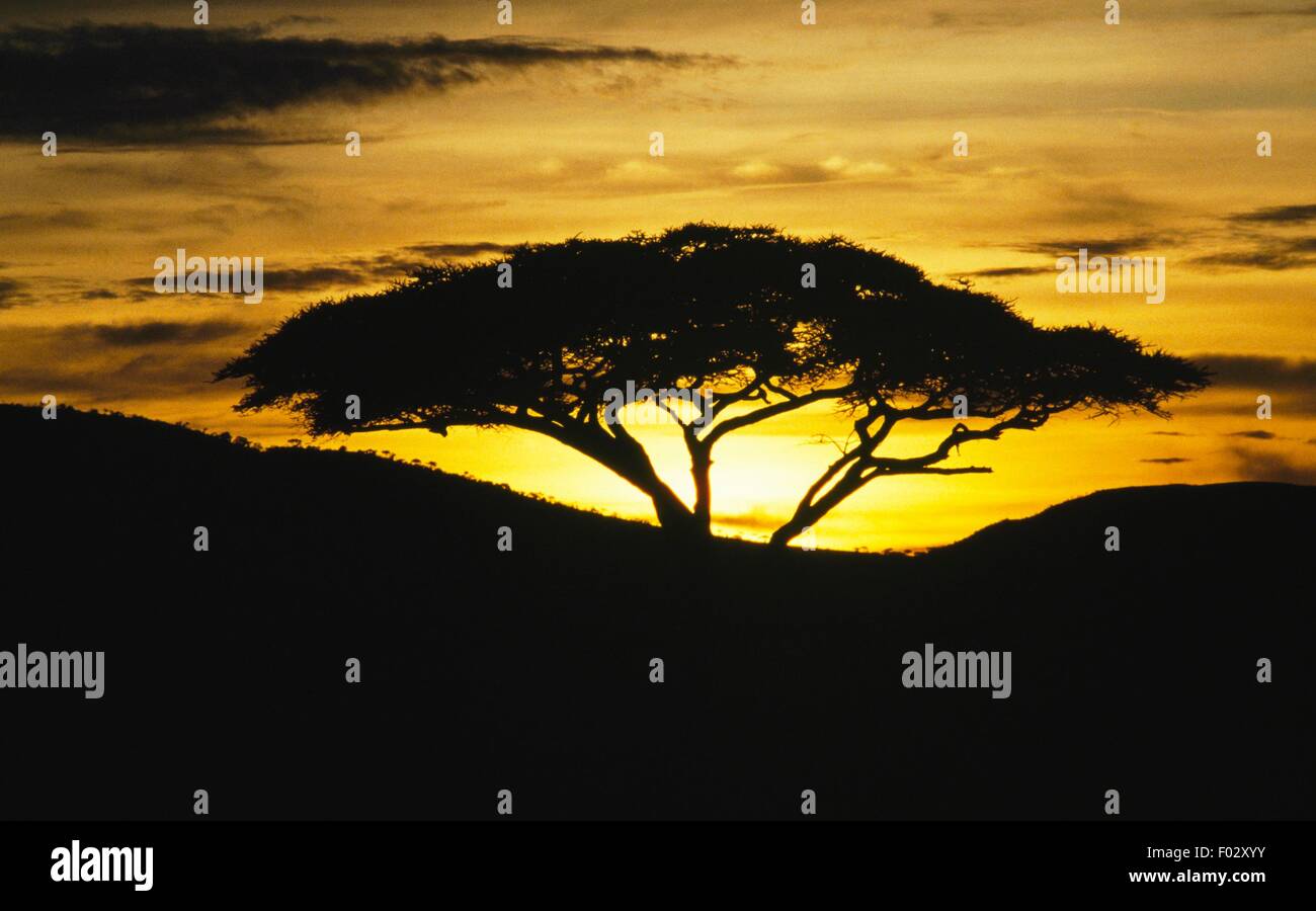 Fever tree or Acacia (Acacia xanthophloea) at sunset, Serengeti ...