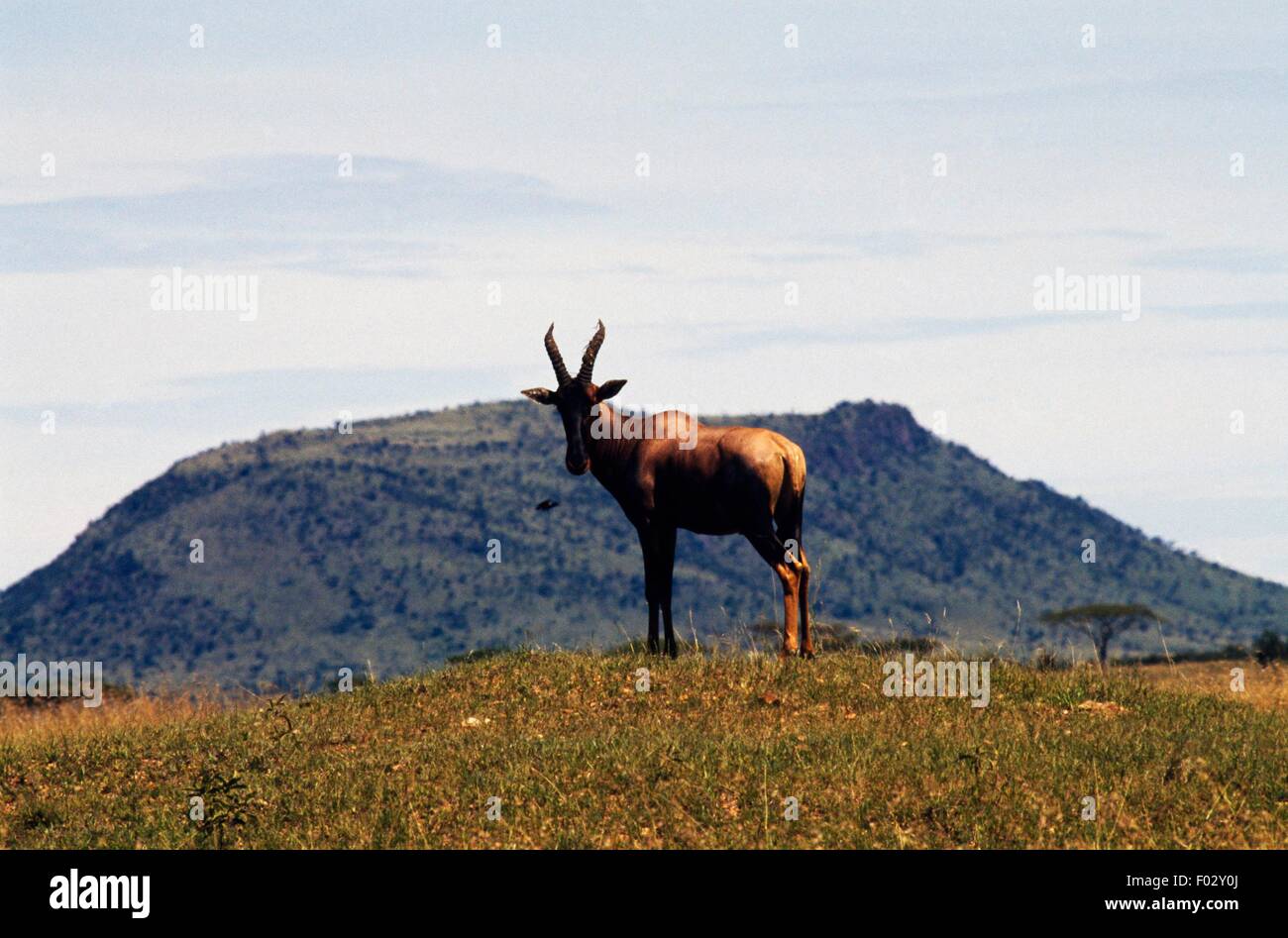 Hunter's Hartebeest (Beatragus hunteri Sclater), Serengeti National ...