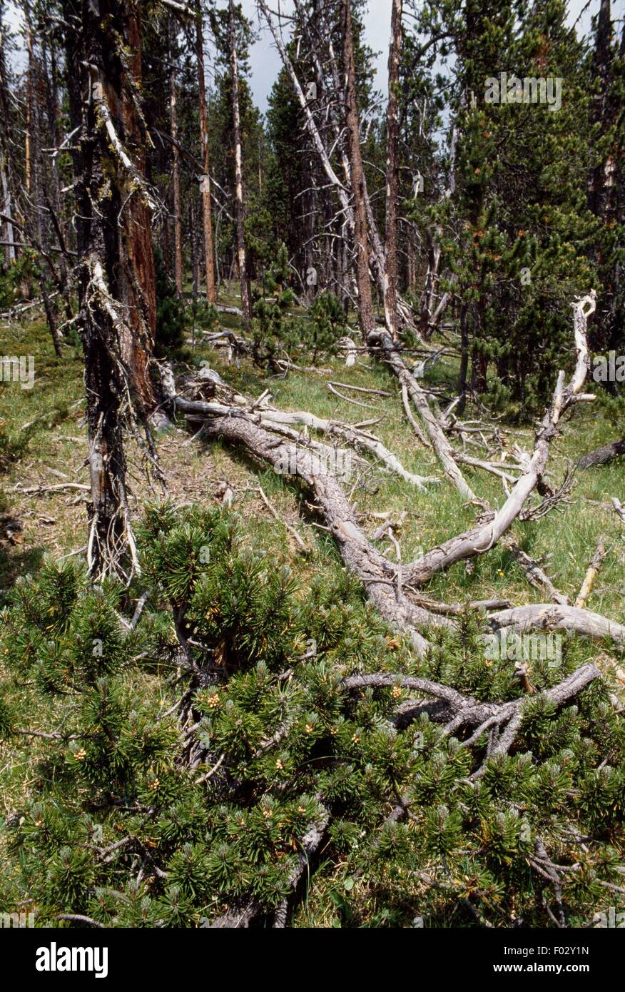 Wood in the Val dal Botsch, Swiss National Park, Engadin, Grisons ...