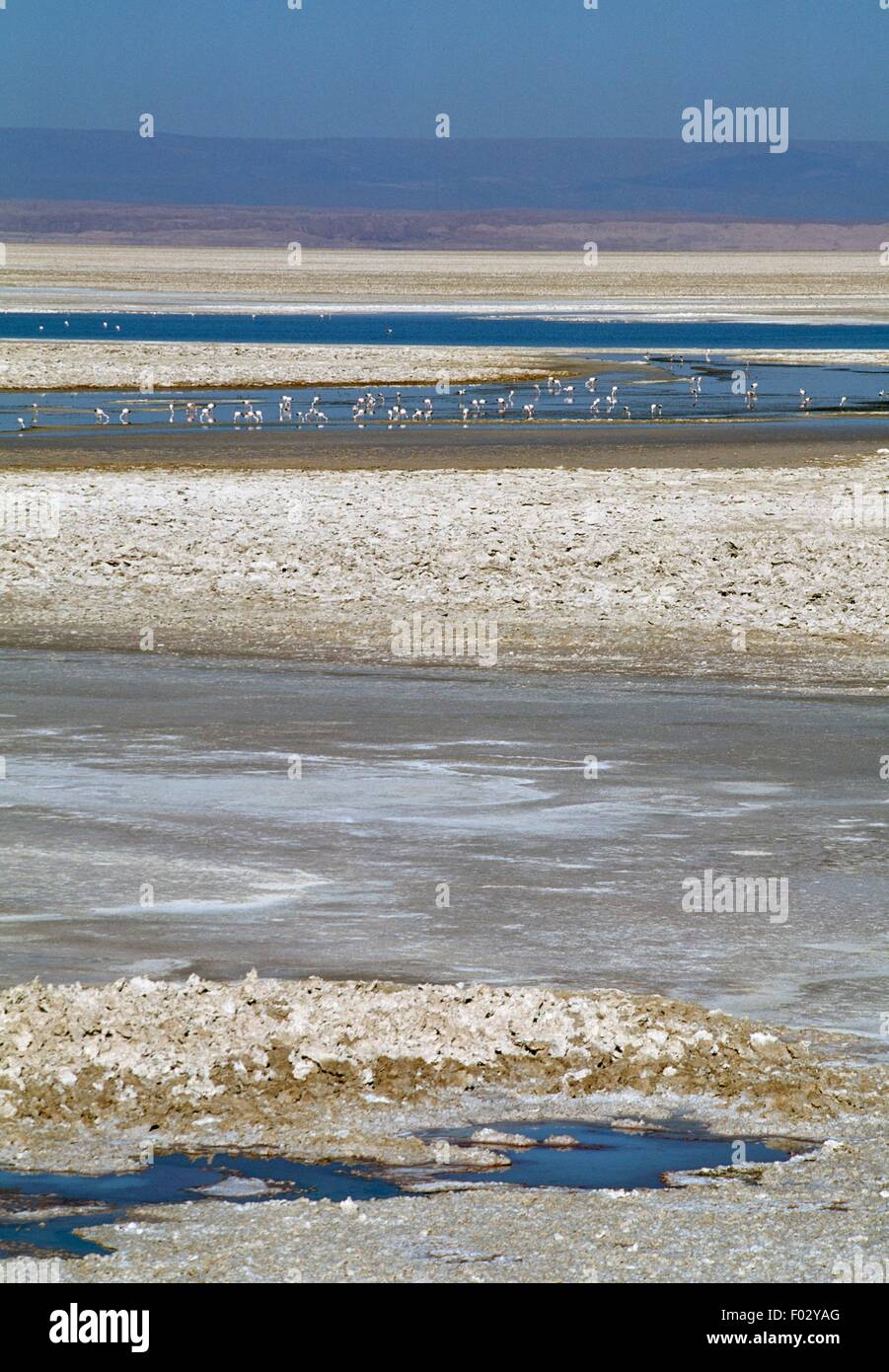 Salar de Atacama, salt flat, Antofagasta Region, Chile Stock Photo - Alamy