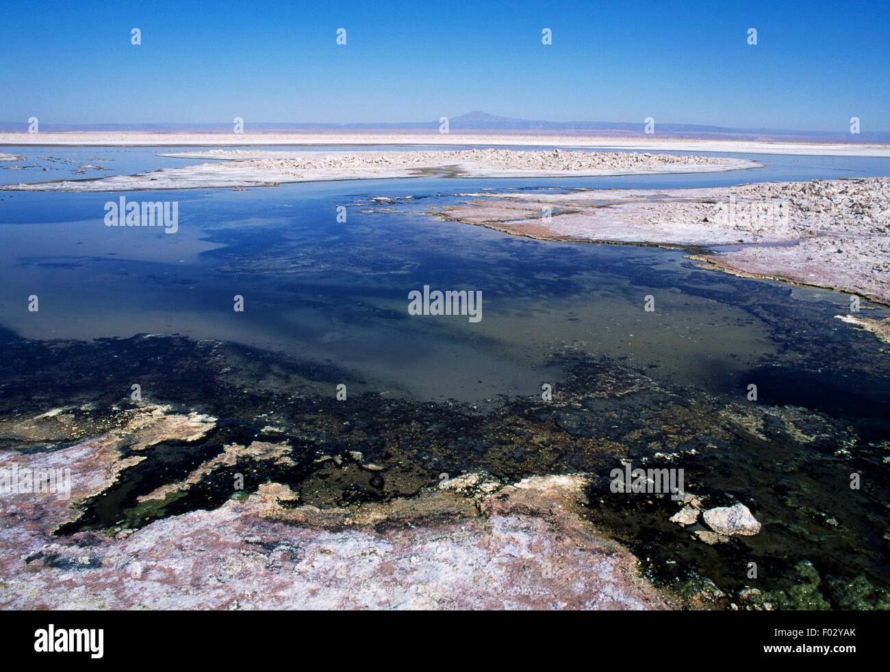 Build up of salt, Salar de Atacama, Chile Stock Photo - Alamy