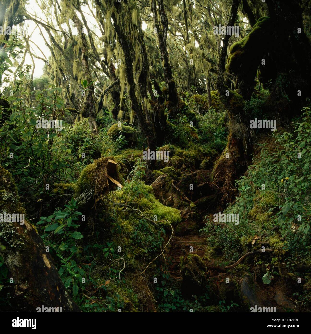 Vegetation between Kalonji and Mahangu Refuges at 3100 metres, Virunga ...