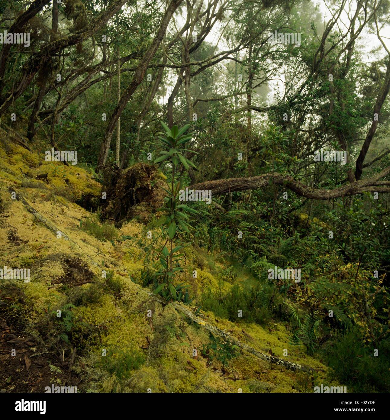 Vegetation between Kalonji and Mahangu Refuges at 3100 metres, Virunga ...