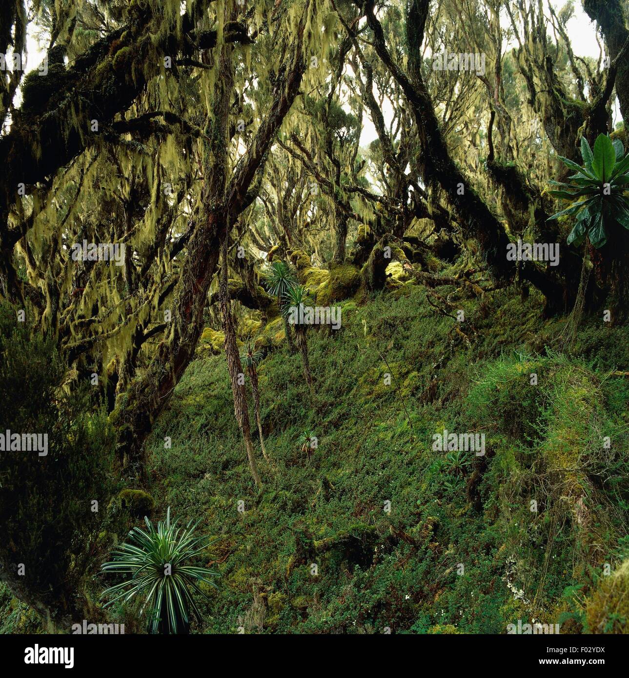 Forest at 3500 metres, Rwenzori Mountains, Virunga National Park ...