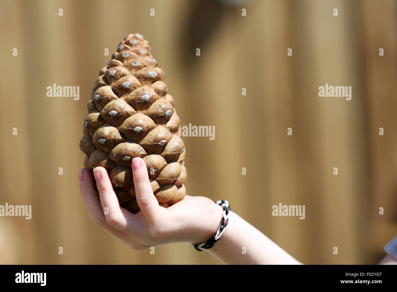 A young boy holding a large pine cone Stock Photo - Alamy