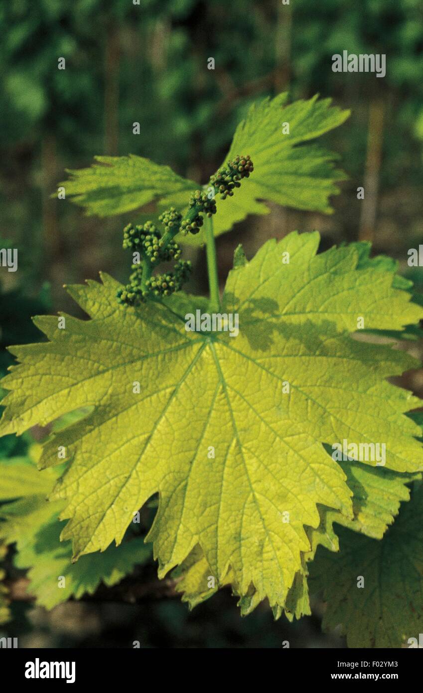 Common grape vine leaves with inflorescence, Canelli, Langhe, Piedmont ...