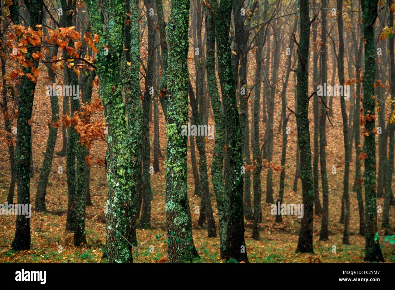 Oak wood, Sila Greca plateau, Sila National Park, Calabria region ...