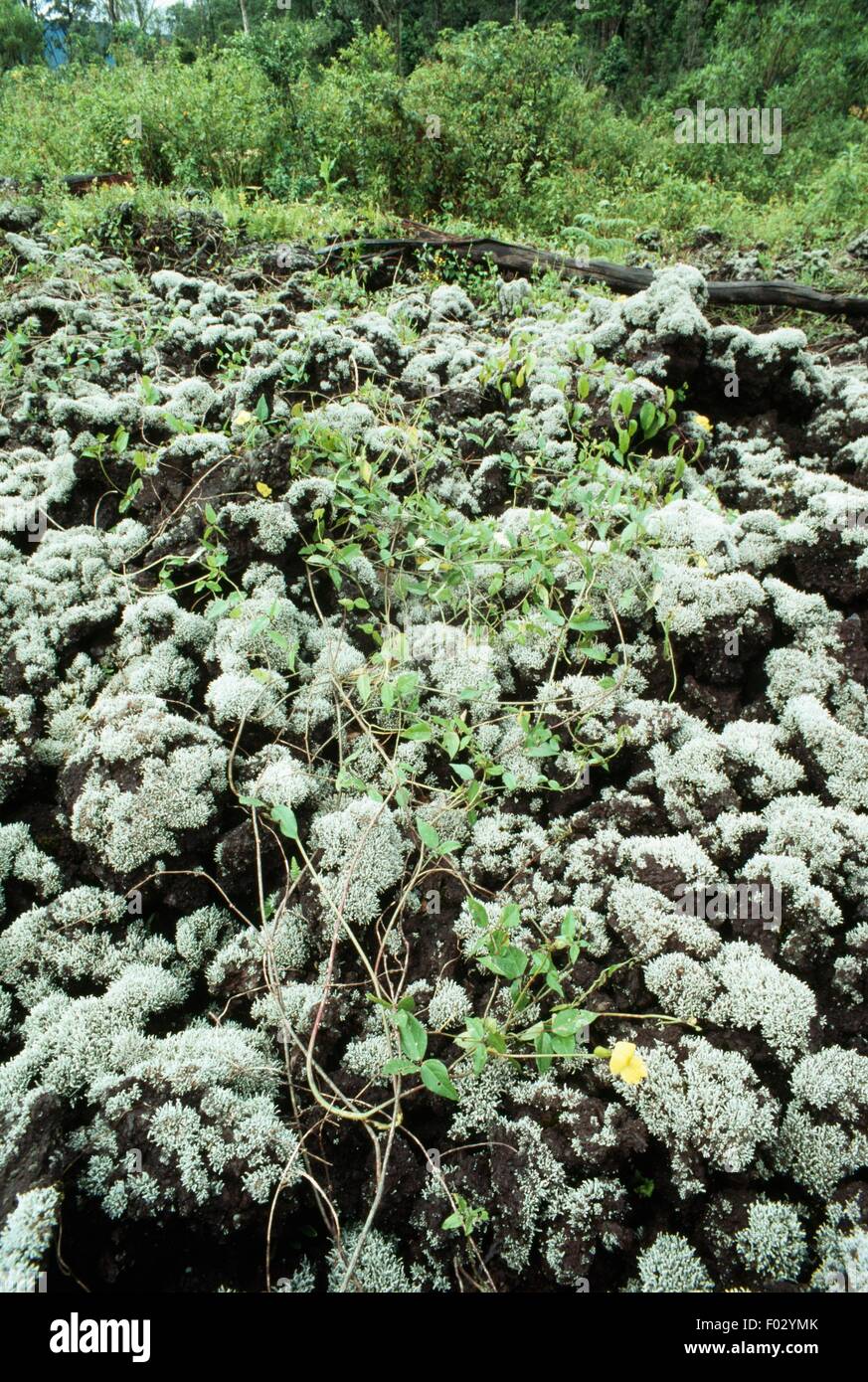 Vegetation, Volcanoes National Park, Rwanda Stock Photo - Alamy