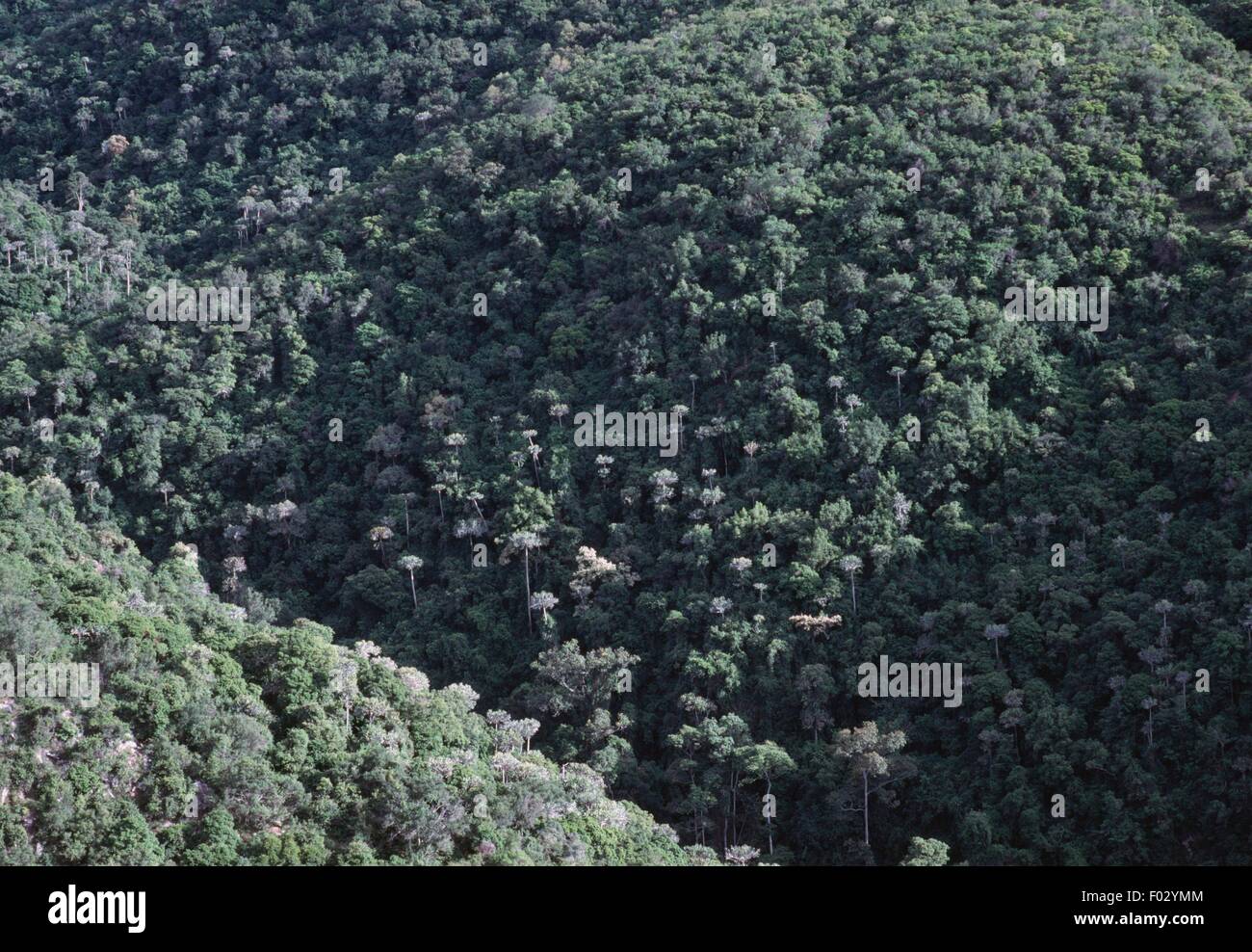 Aerial view of the rainforest, Kivu, Democratic Republic of the Congo ...