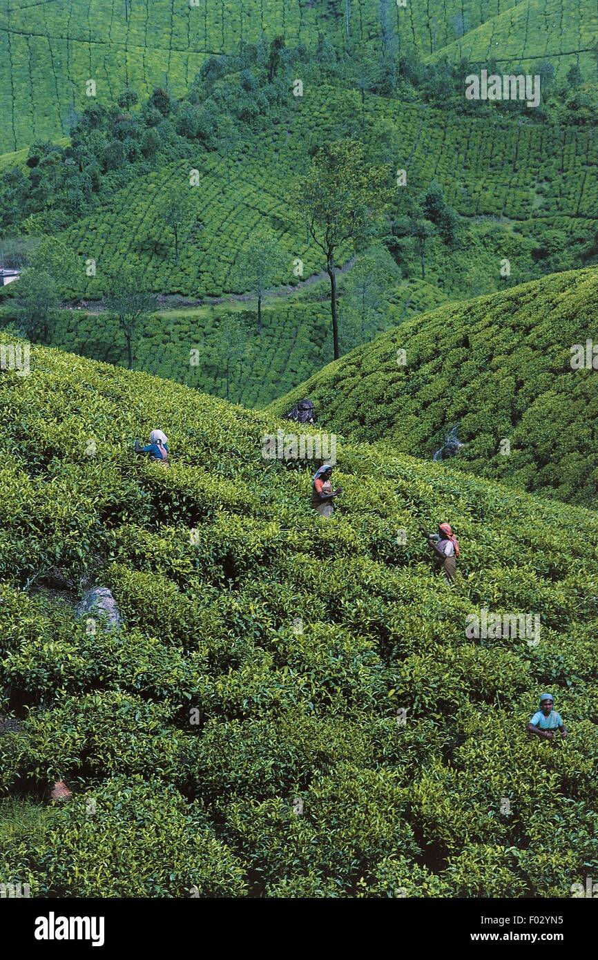 Women who collect tea leaves, Munnar Tata Tea Company, Kerala, India ...