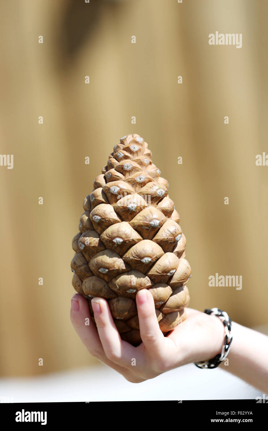 A young boy holding a pine cone Stock Photo - Alamy