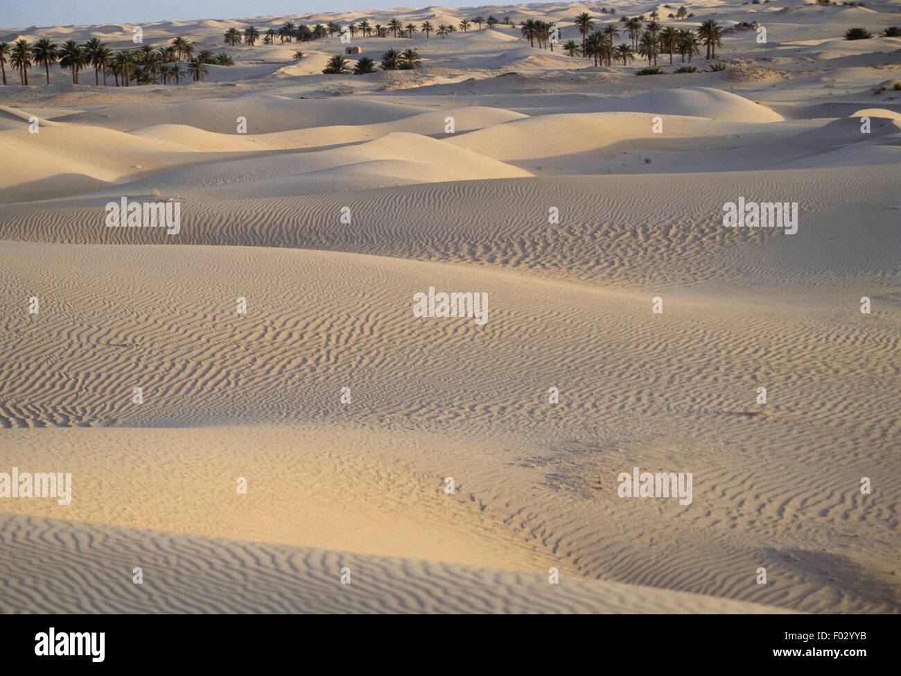 Dunes and oasis between Touggourt and El Oued, Sahara Desert, Algeria ...