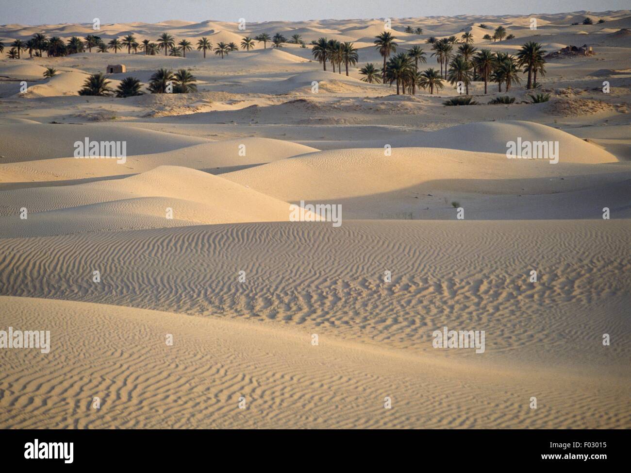 Oasis of touggourt hi-res stock photography and images - Alamy
