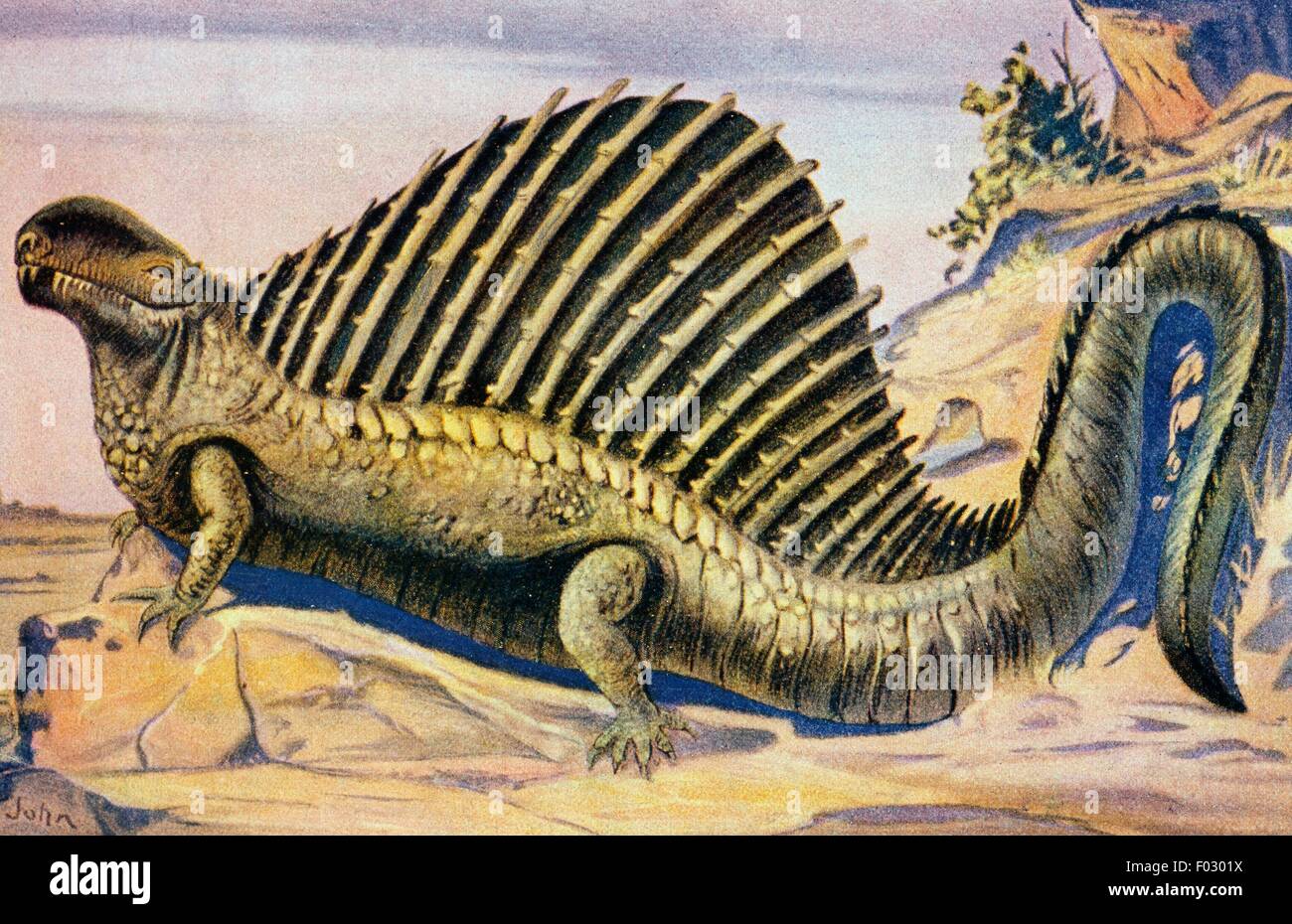 Dimetrodon incisivus, antediluvian animals, Prehistory Stock Photo - Alamy