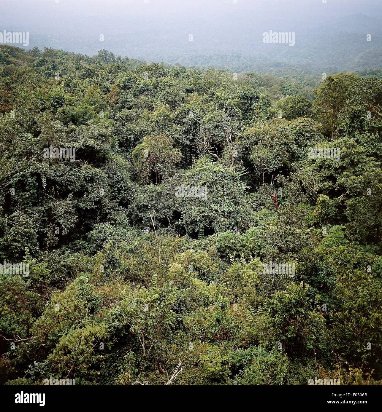 Tropical forest, Kanha National Park, Madhya Pradesh, India Stock Photo ...
