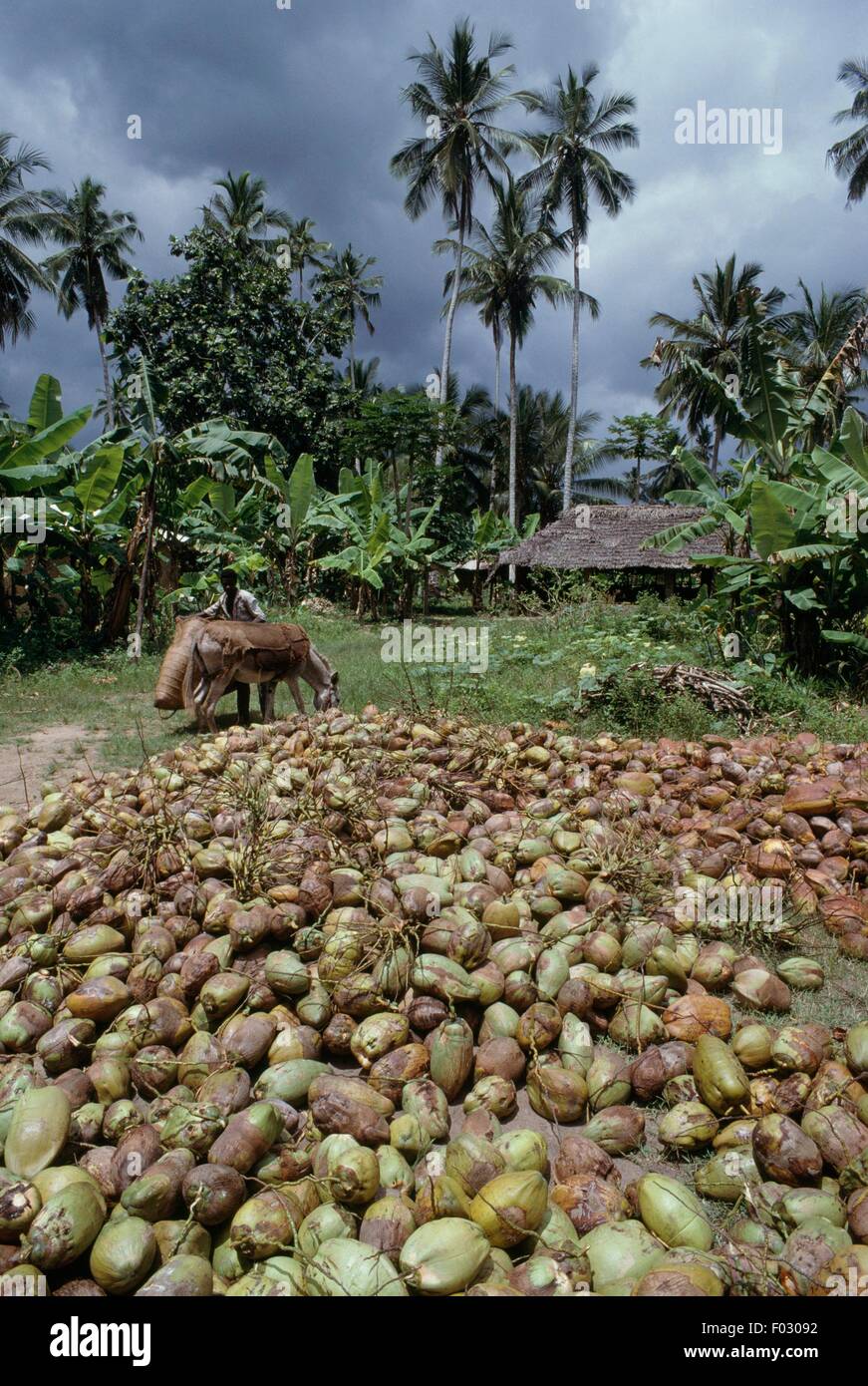 Collecting coconuts, Tanzania Stock Photo - Alamy
