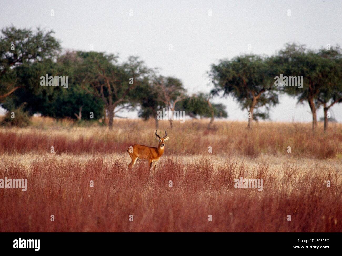 Antelope in the savannah, Waza National Park, Cameroon Stock Photo - Alamy