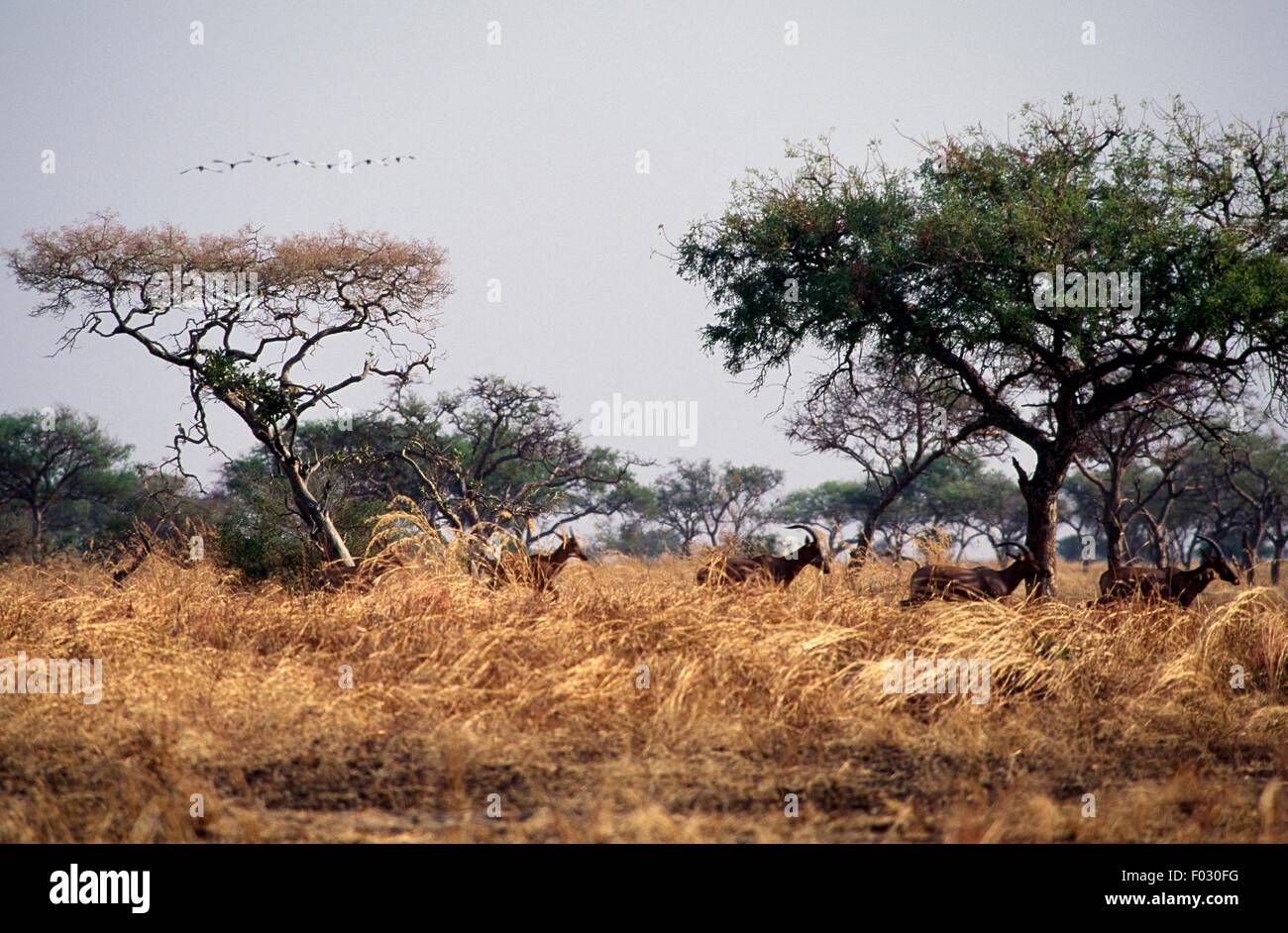 Antelopes, Waza National Park, Cameroon Stock Photo - Alamy