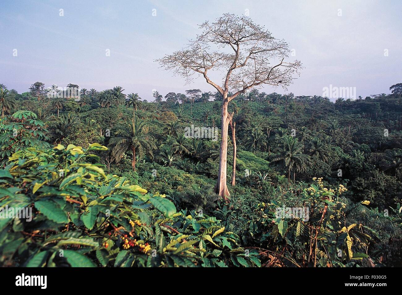 Tree in the rainforest, near Nkongsamba, Littoral region, Cameroon ...