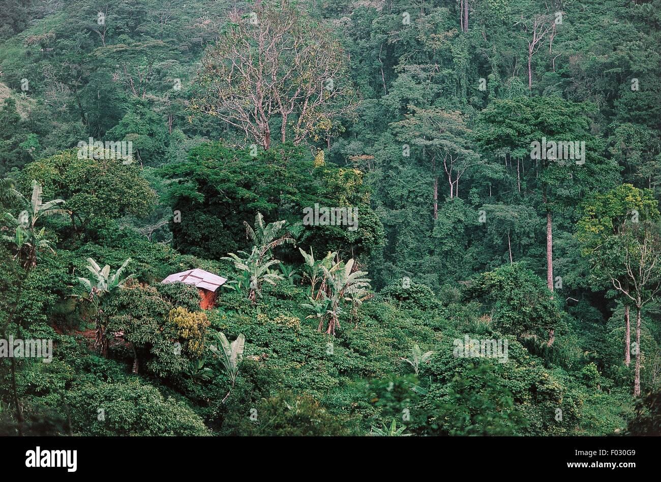 Rainforest, West Region, Cameroon Stock Photo - Alamy