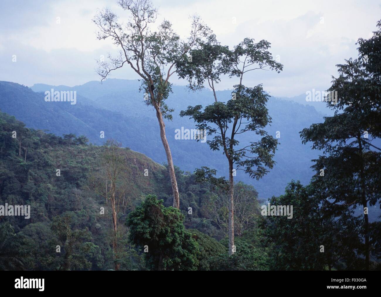 Rainforest, West Region, Cameroon Stock Photo - Alamy
