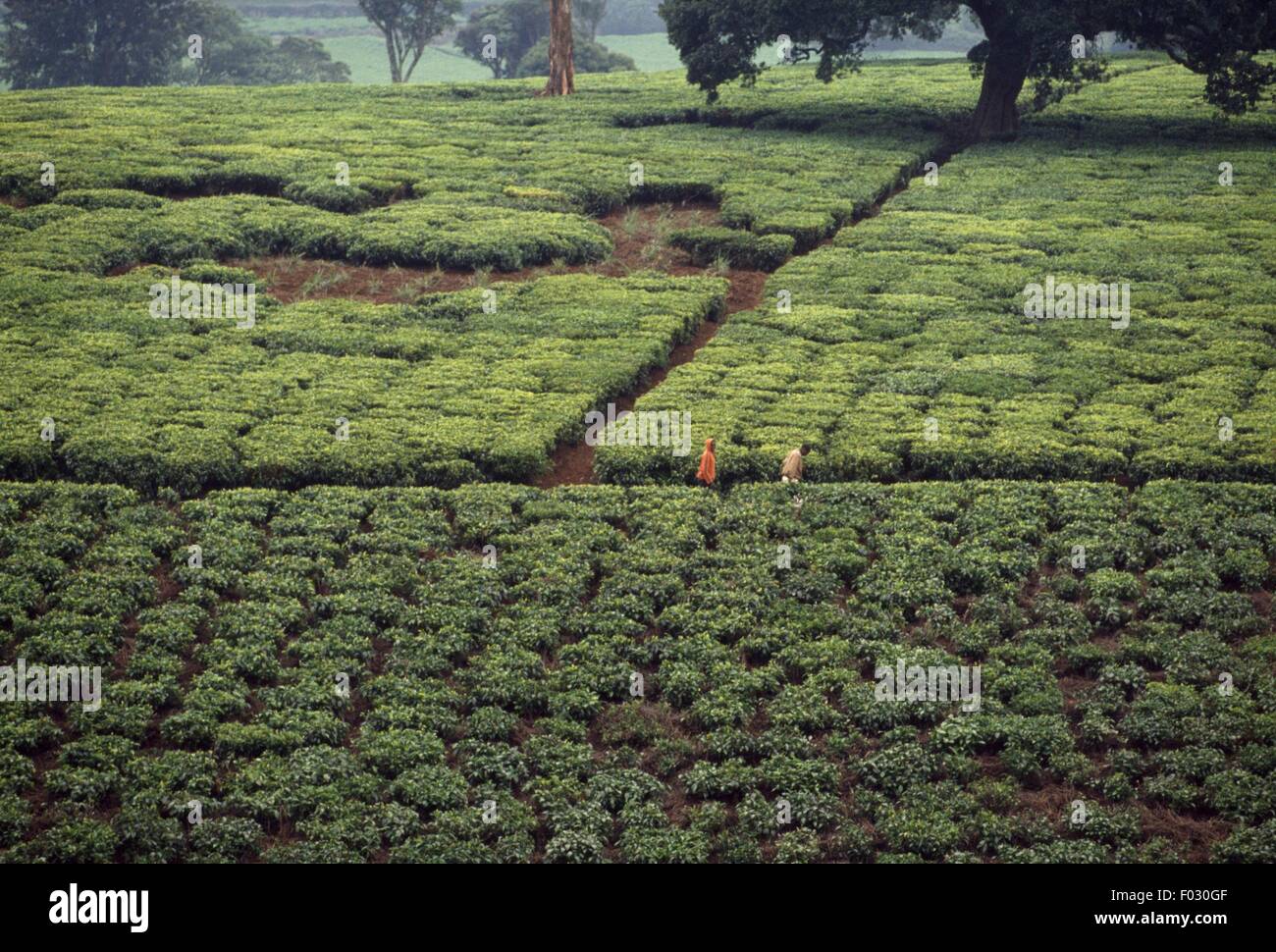 Limuru tea hi-res stock photography and images - Alamy